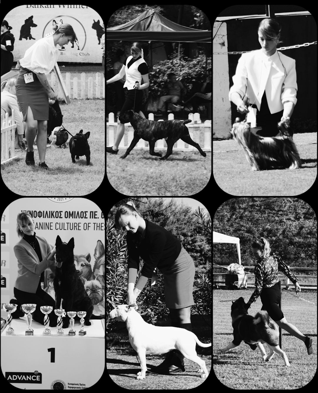 DogShowHandling: εκπαίδευση, παρουσίαση σκύλων έκθεσης.